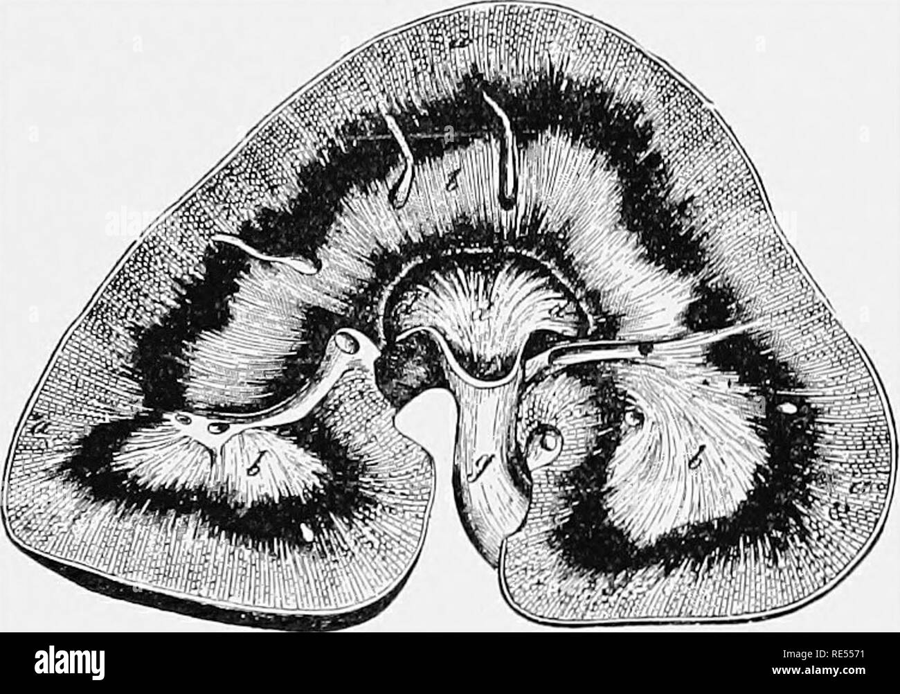 . Veterinary studies for agricultural students. Veterinary medicine ...
