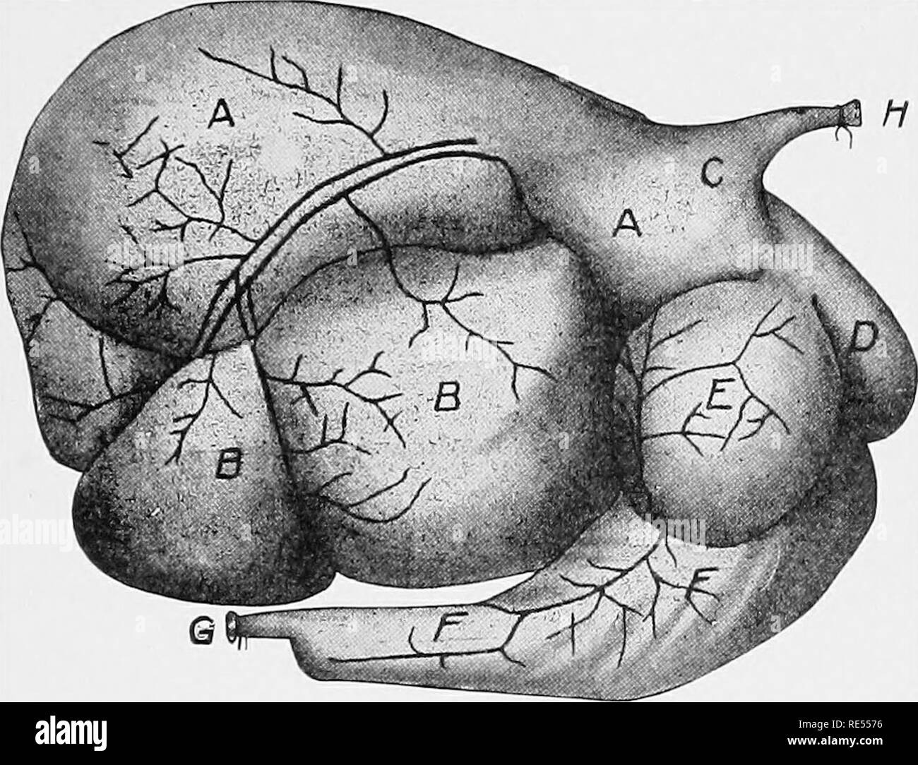 Food trough for sheep Black and White Stock Photos & Images - Alamy