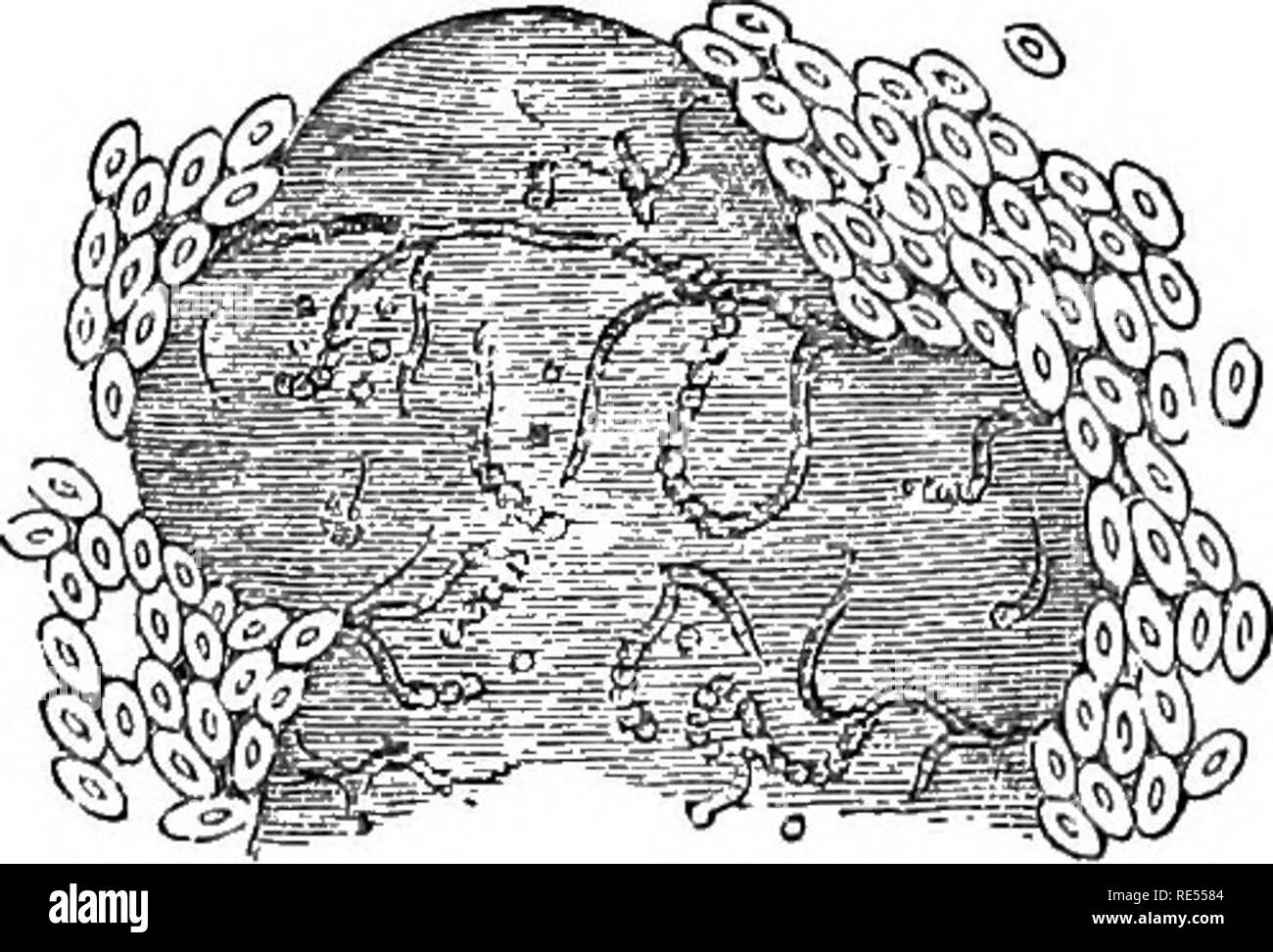 Sheep skin disease hi-res stock photography and images - Alamy