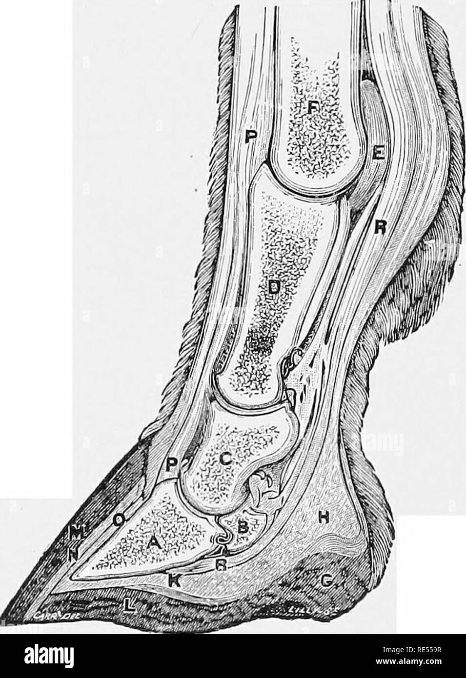. The homœopathic veterinary doctor, giving the history, means of ...