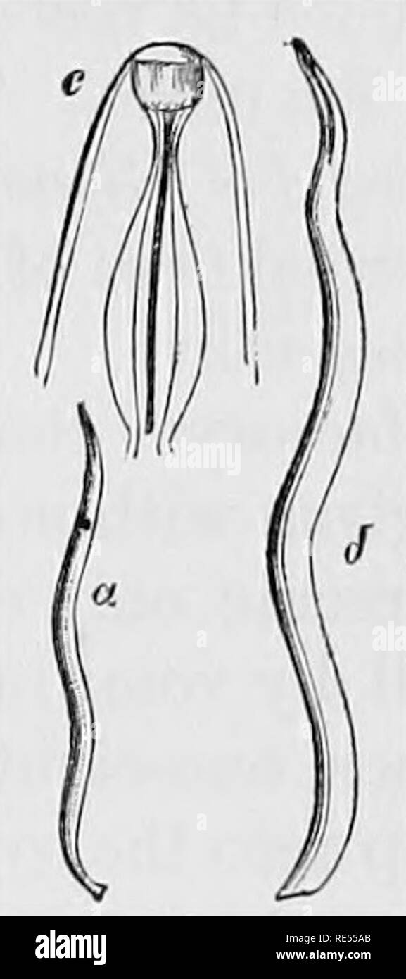 . The farmer's veterinary adviser, a guide to the prevention and ...