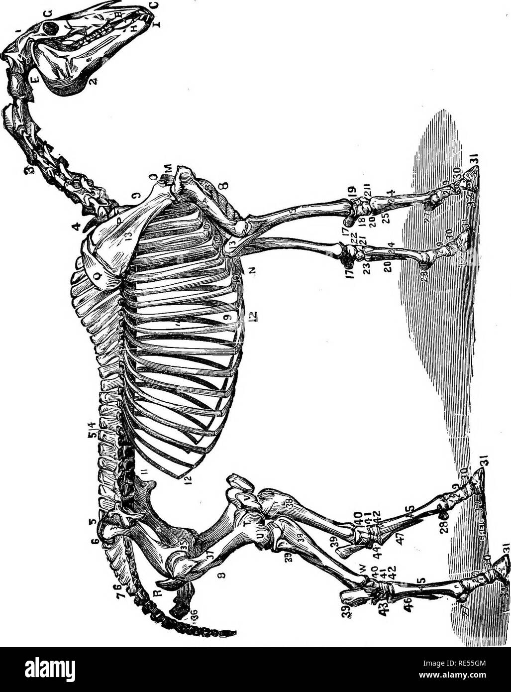 Do Dogs Have False Ribs