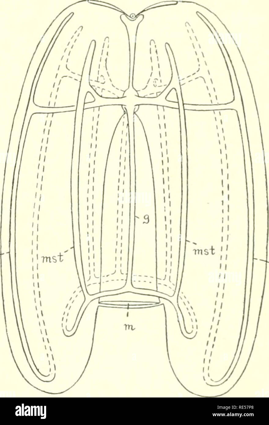 . Ctenophores of the Atlantic coast of North America. Ctenophora ...