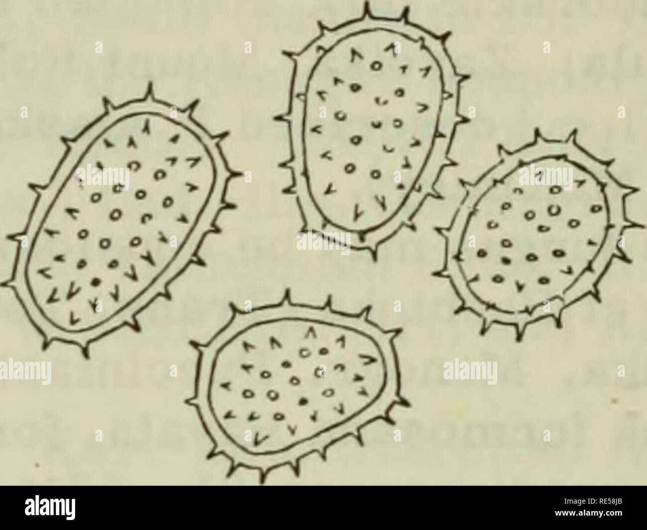 . Cryptogamic plants of the USSR. (Flora sporovykh rastenii SSSR ...