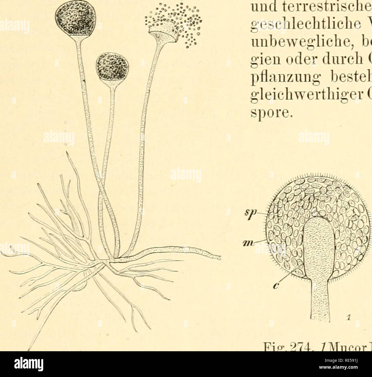 Albugo hi-res stock photography and images - Alamy