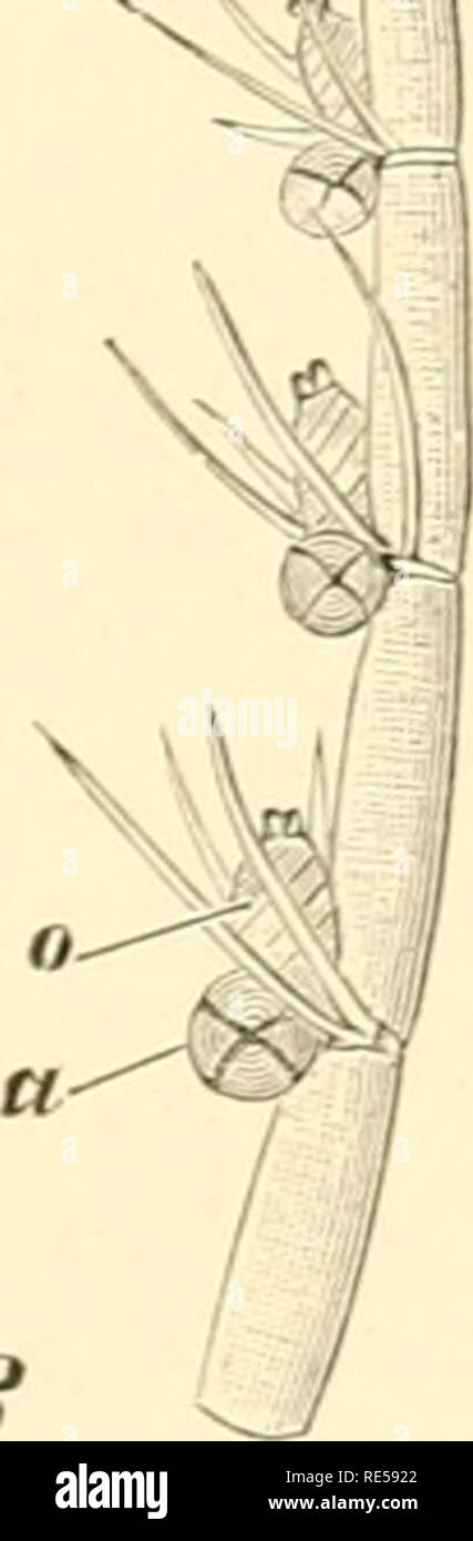. Cryptogamen. . Fig. 268. Chara fragi- lis. Ende eines Haupt- sprosses ...