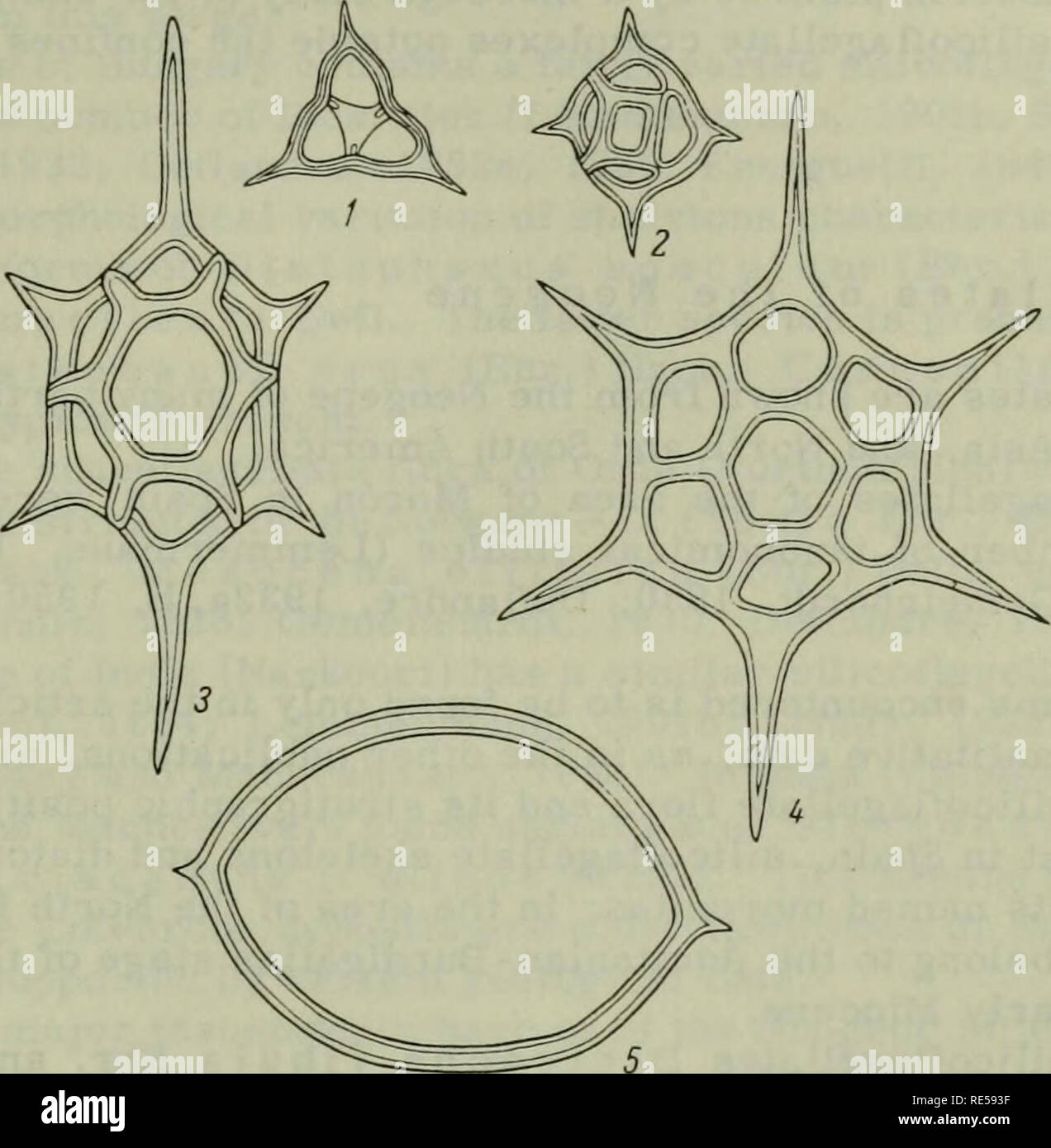 Dictyocha speculum hi-res stock photography and images - Alamy