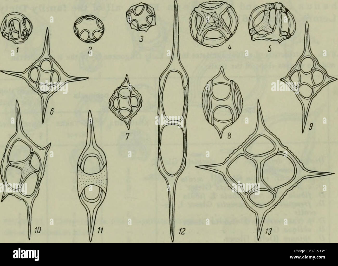 Dictyocha Fibula High Resolution Stock Photography and Images - Alamy