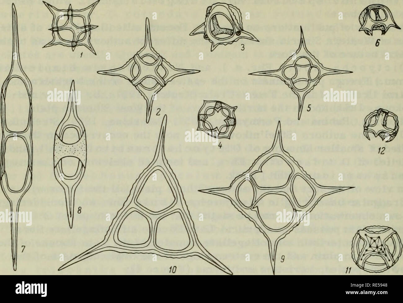 Dictyocha fibula hi-res stock photography and images - Alamy