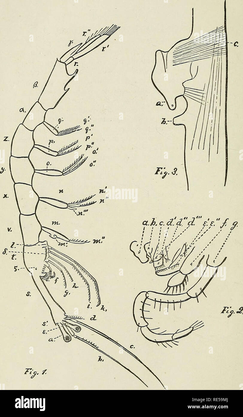 . Crustacea of Lake Titicaca. Crustacea. Lucifer typus. Plate 7 ...