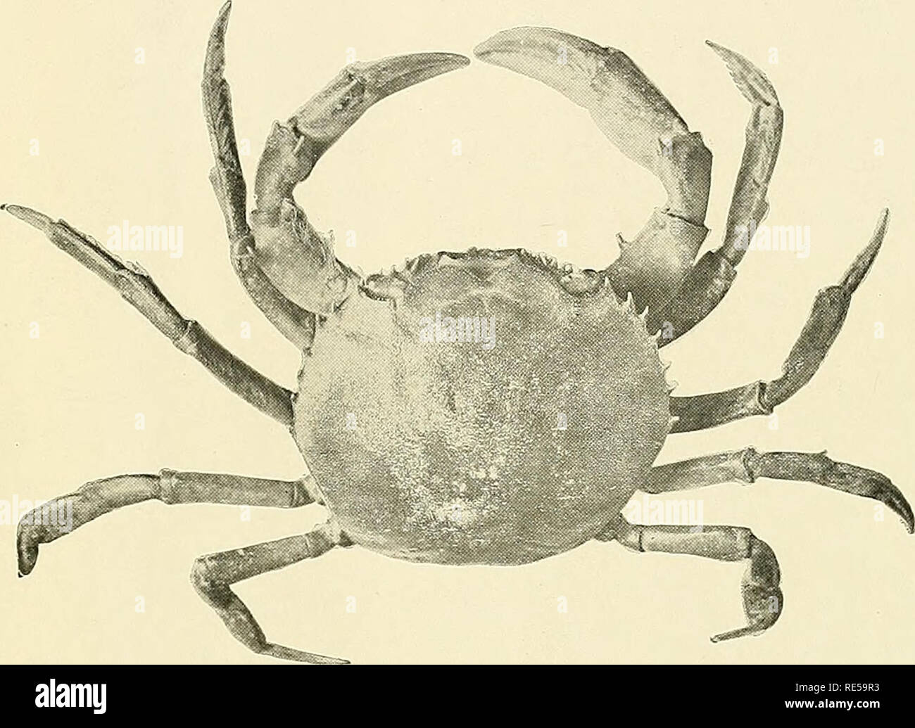 . Crustaceos. Crustacea. Estampa VII. Fig. 1 — Trichodactylus ...
