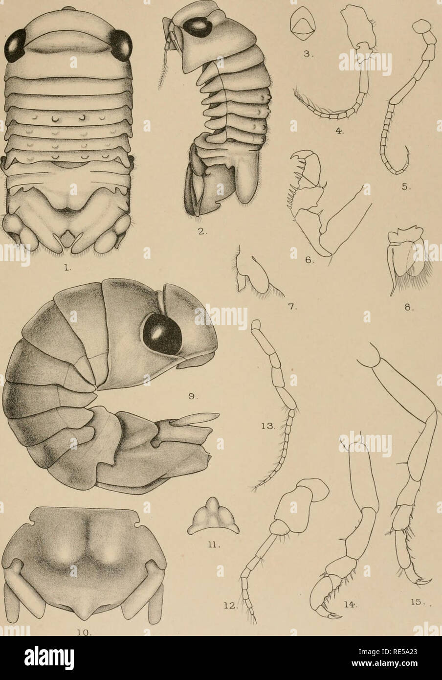 Tanaidacea hi-res stock photography and images - Alamy