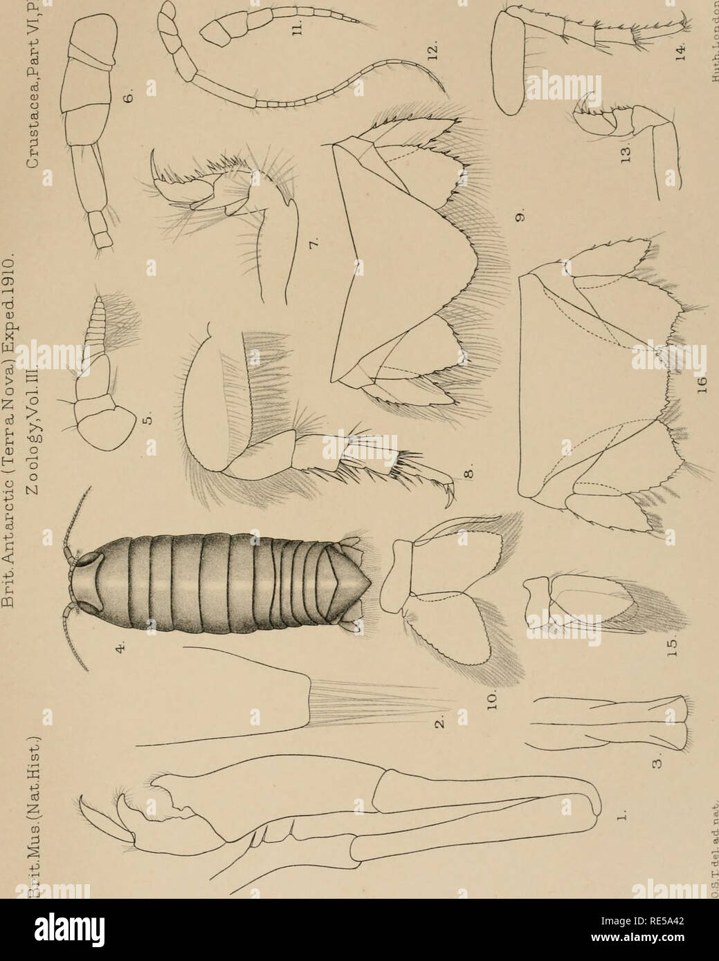Tanaidacea hi-res stock photography and images - Alamy