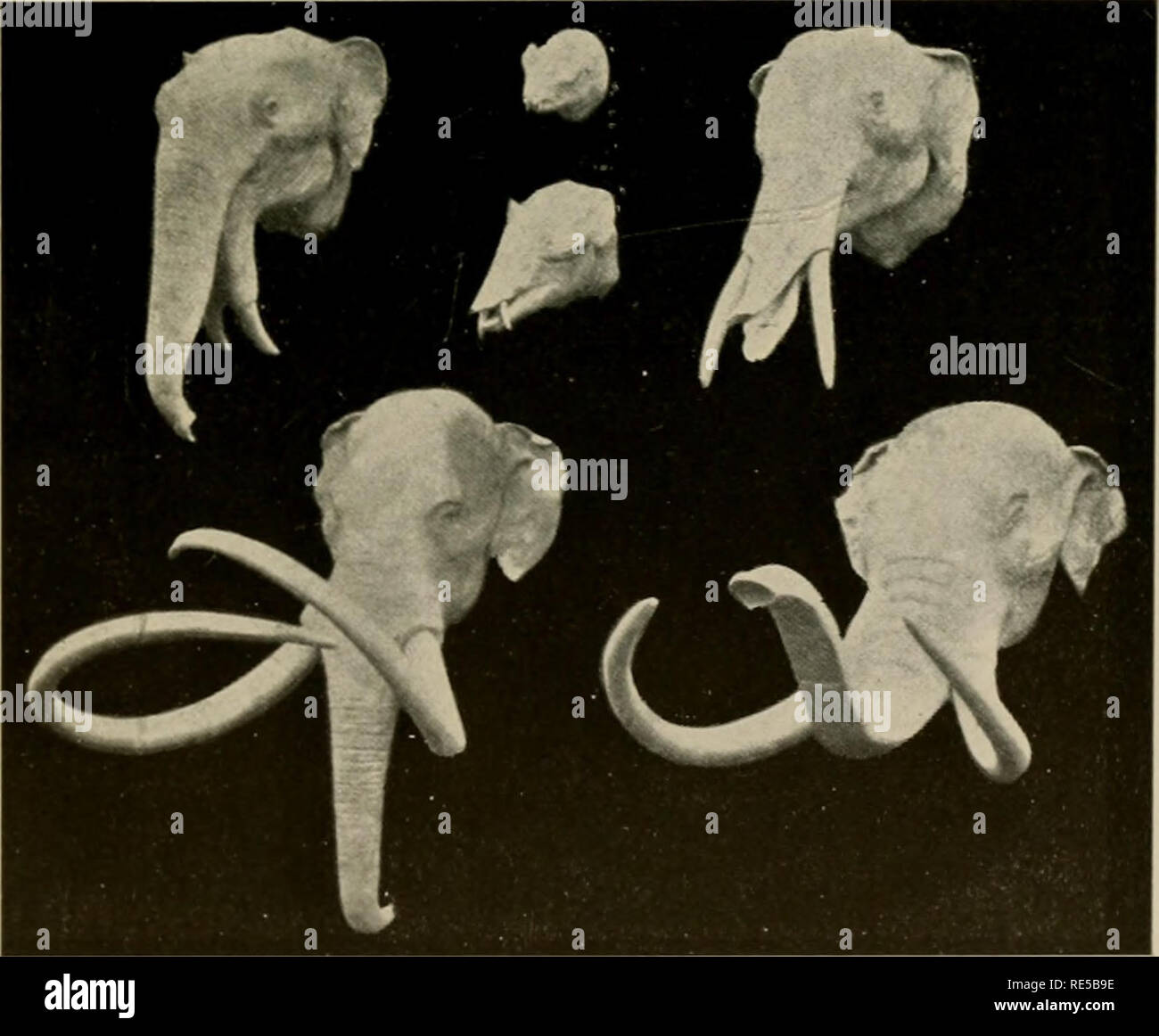 Beneficial mutation hi-res stock photography and images - Alamy