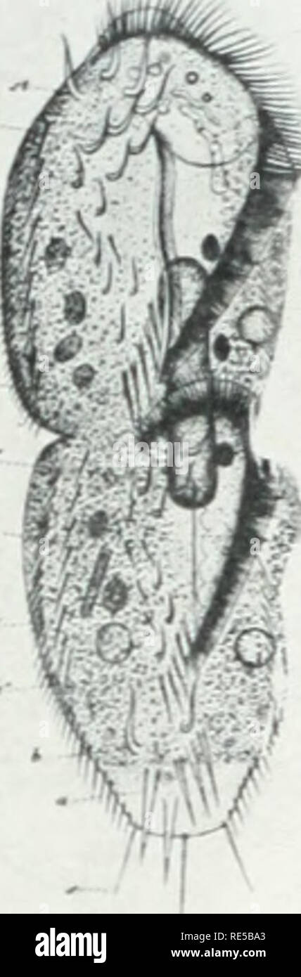 Stylonychia hi-res stock photography and images - Alamy