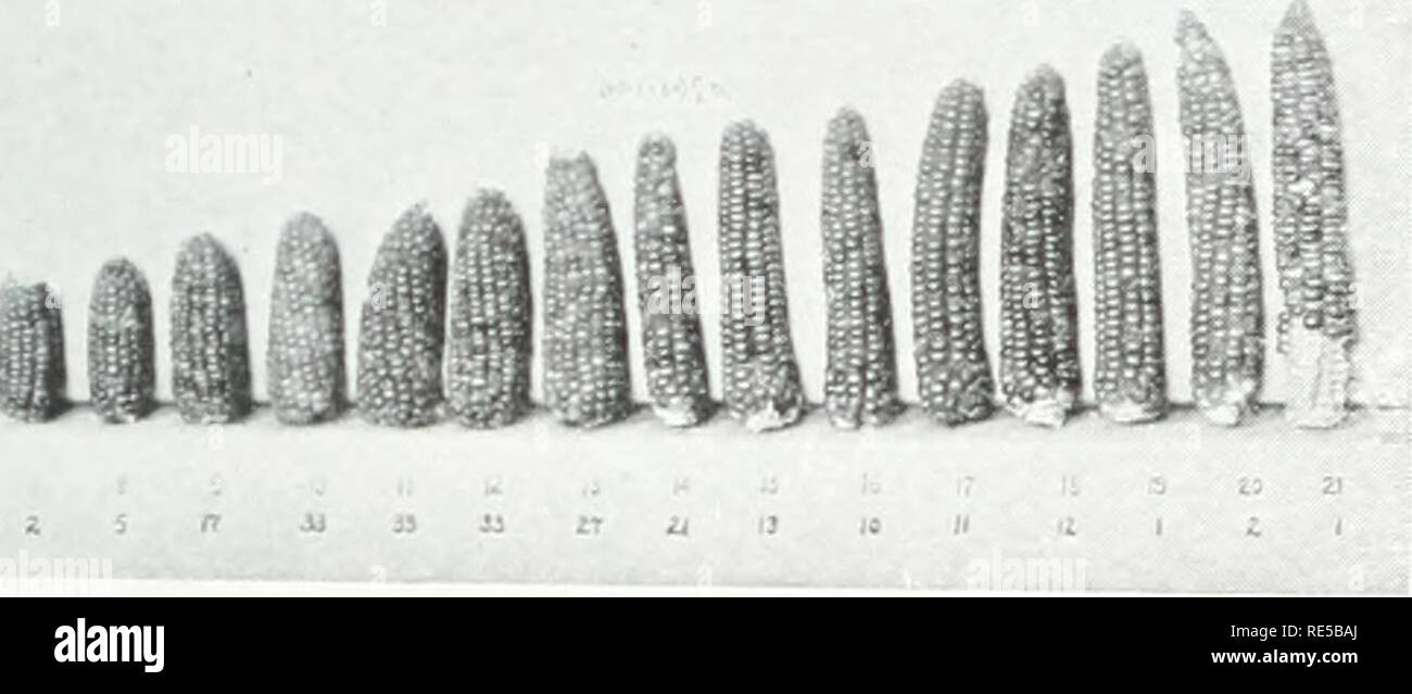 Indian corn cobs evolution hi-res stock photography and images - Alamy