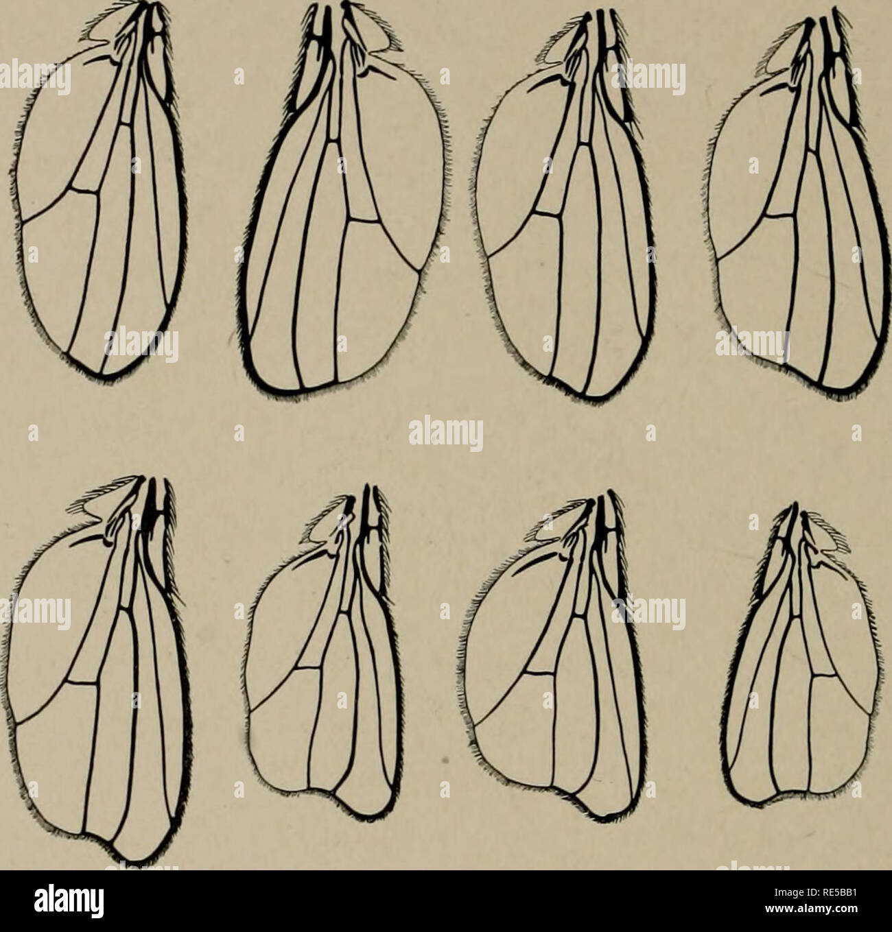 . A critique of the theory of evolution. Evolution; Evolution. 168 ...