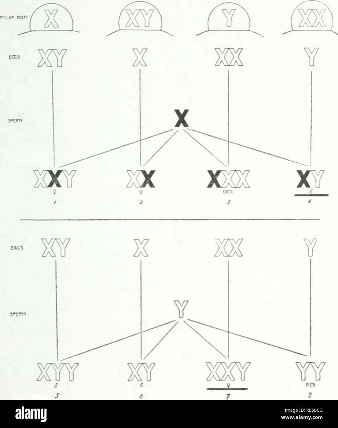 . A critique of the theory of evolution. Evolution. THEORY OF EVOLUTION ...