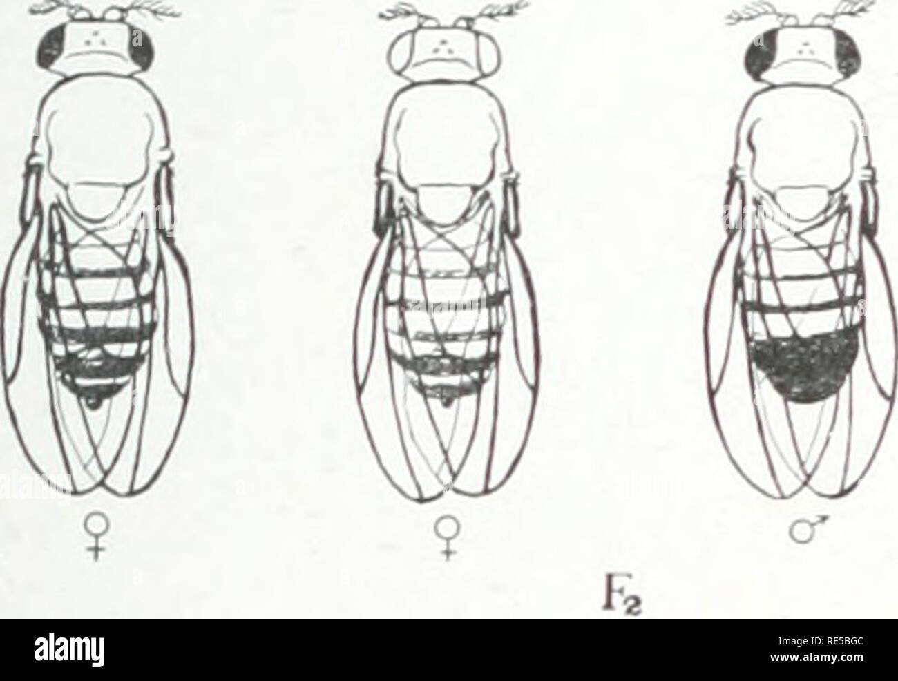 White eyed fruit fly hi-res stock photography and images - Alamy