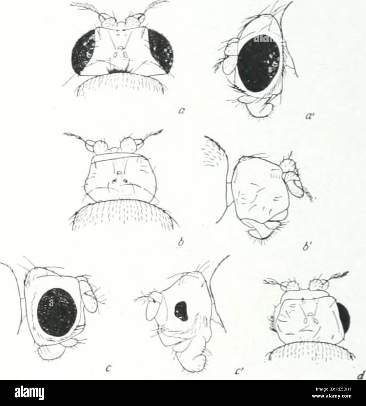 Normal fruit flies hi-res stock photography and images - Alamy