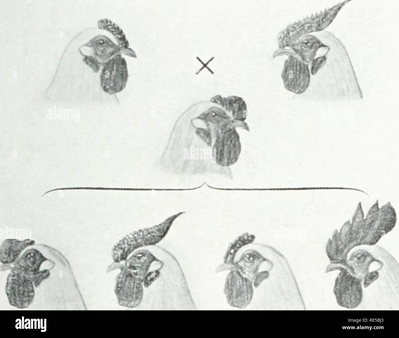 Pea combed hi-res stock photography and images - Alamy