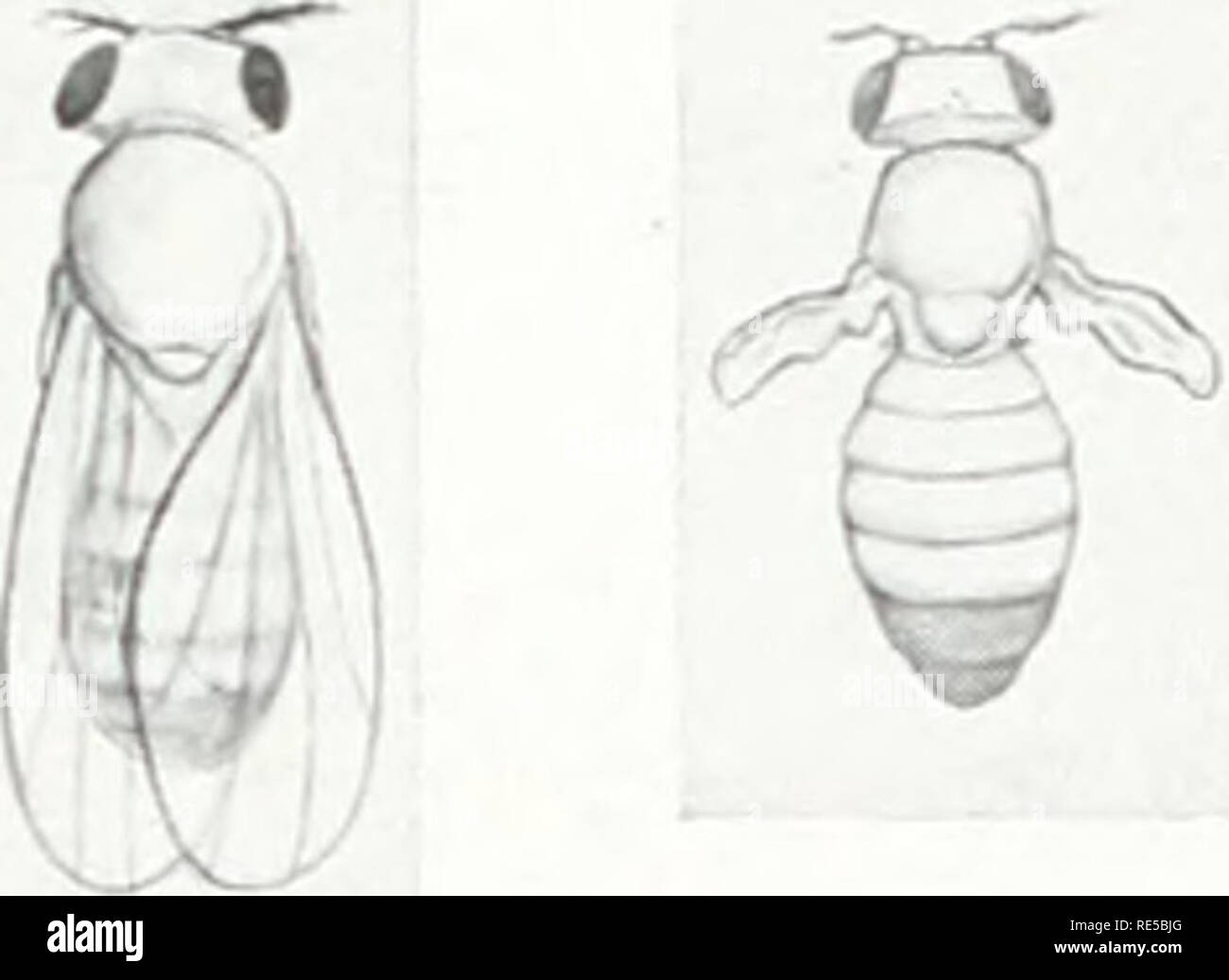 Vestigial Wings High Resolution Stock Photography and Images - Alamy