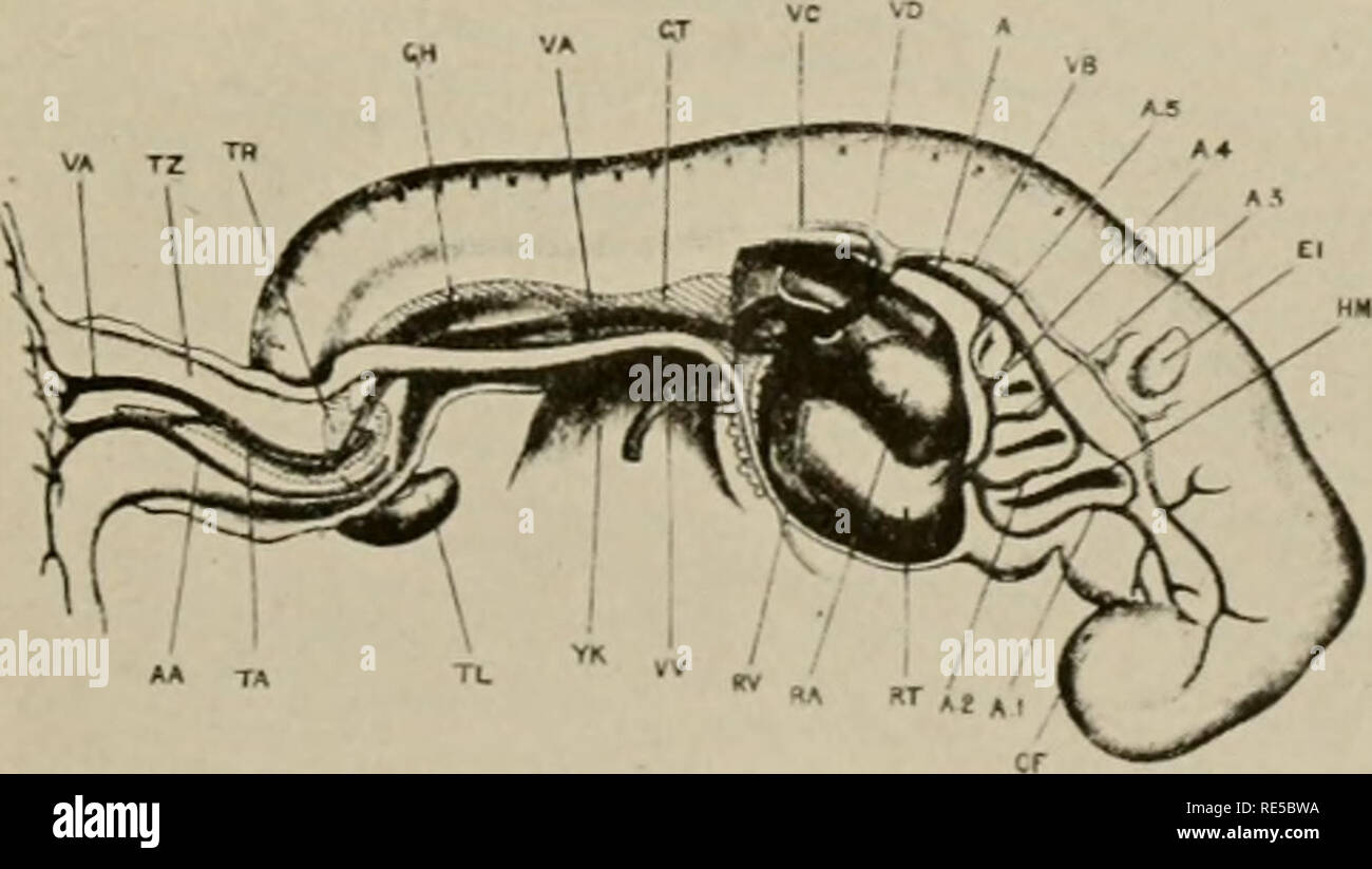 Human Embryo Gills