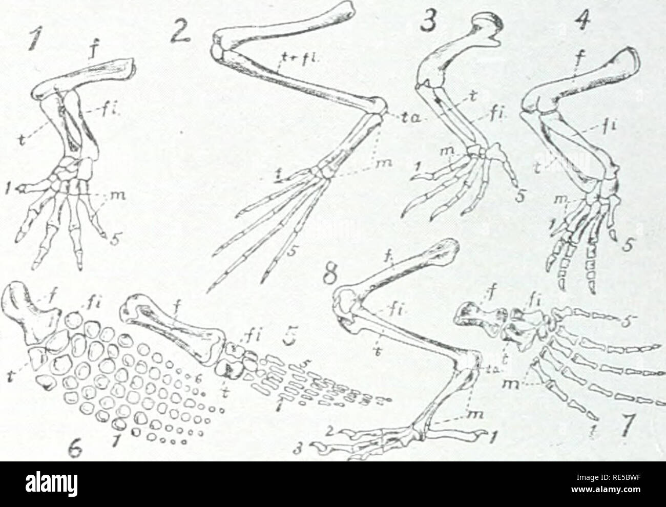 Opossum bones hi-res stock photography and images - Alamy