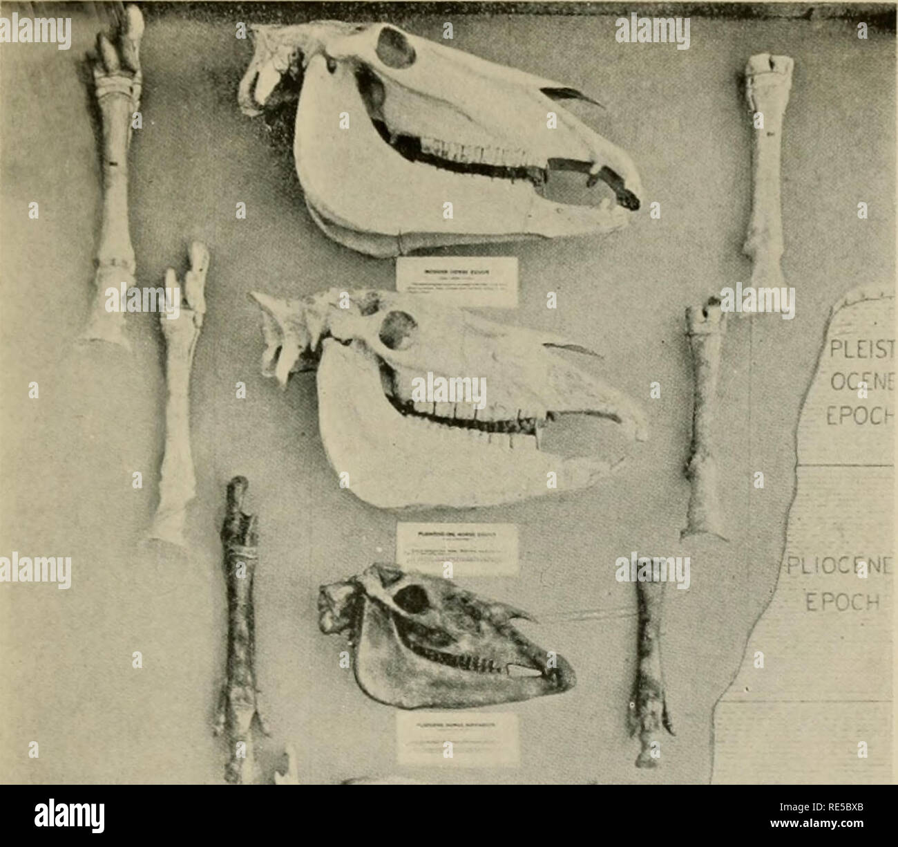 Hipparion High Resolution Stock Photography and Images - Alamy