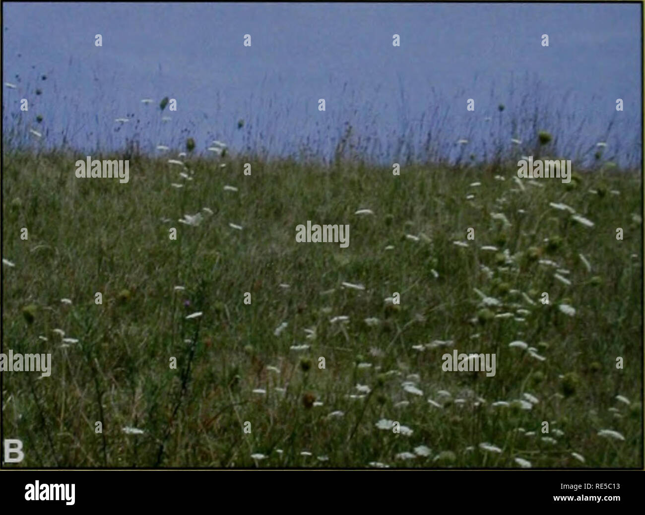 Herbs forbs hi-res stock photography and images - Alamy