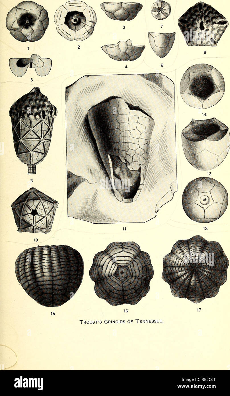 . A critical summary of Troosts unpublished manuscript on the crinoids ...