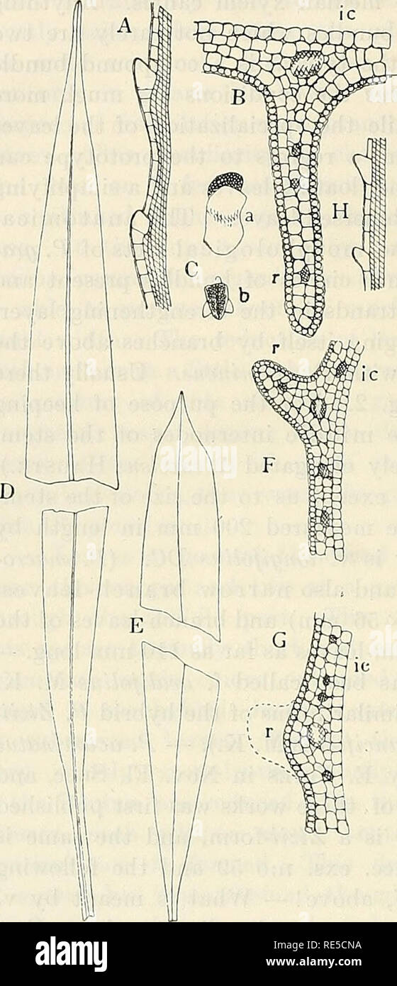 Denticulation High Resolution Stock Photography and Images - Alamy