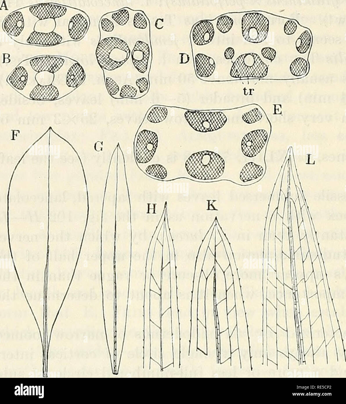 Rhizomatic hi-res stock photography and images - Alamy