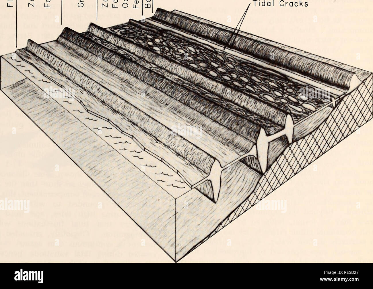 . The Eastern Bering Sea Shelf : oceanography and resources / edited by ...