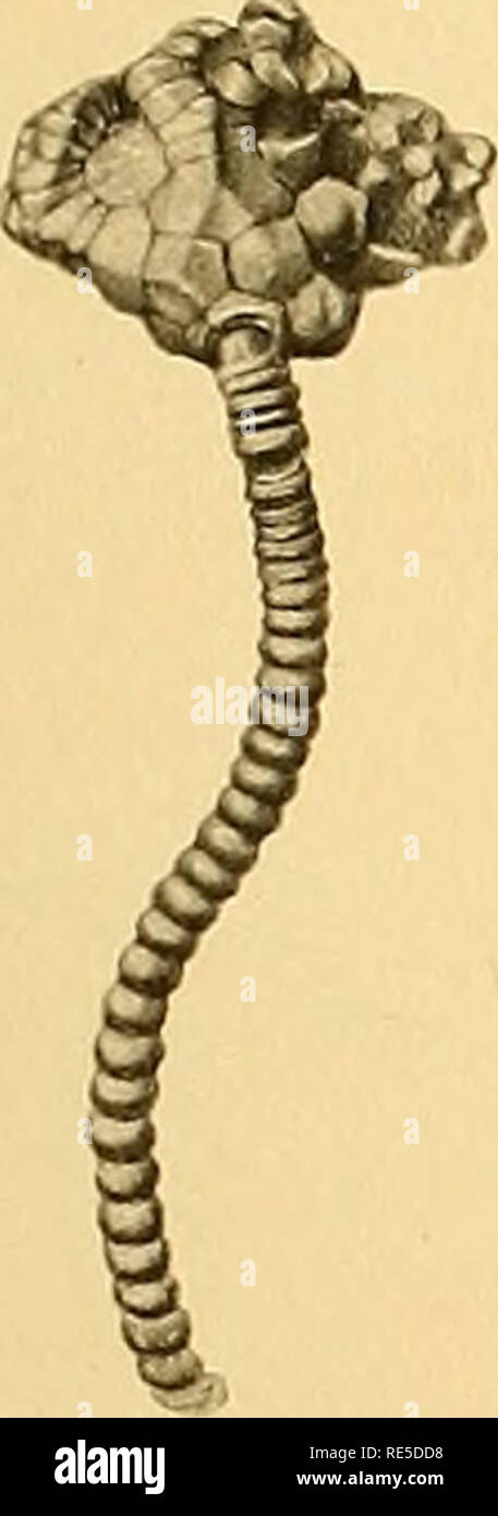 . The Crinoidea flexibilia (with an atlas of A.B.C. and 76 plates ...