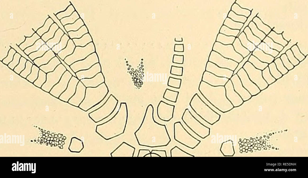 Protaxocrinus hi-res stock photography and images - Alamy