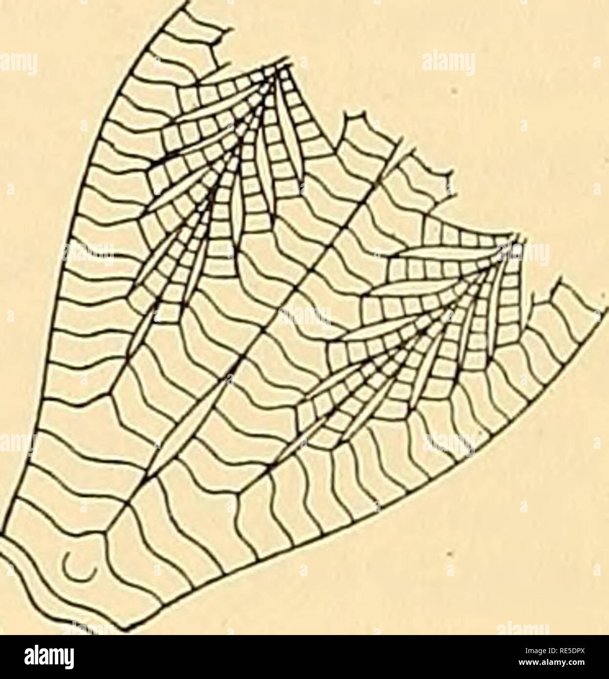 . The Crinoidea flexibilia (with an atlas of A.B.C. and 76 plates ...
