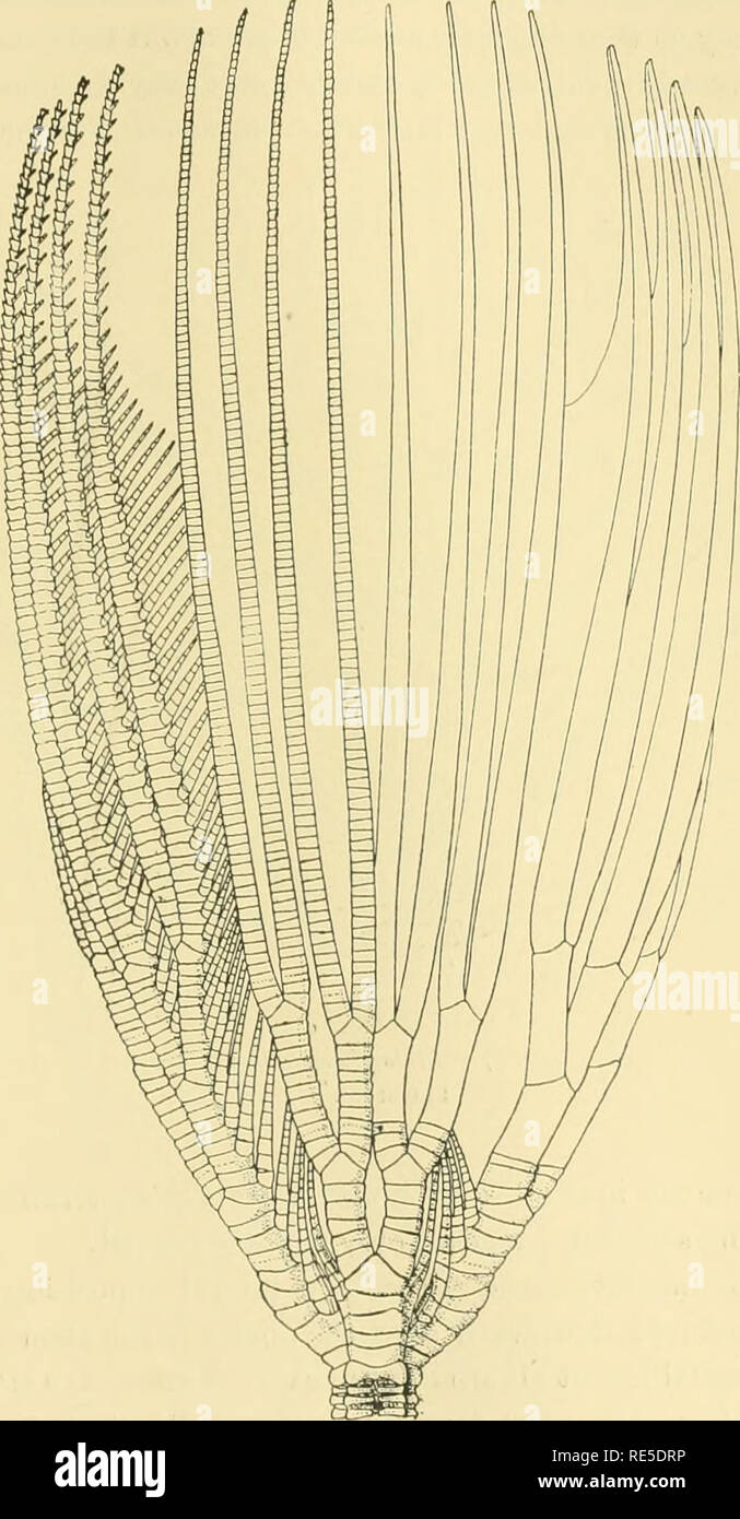 . The crinoids of the Indian Ocean. Crinoidea. A. H. CLARK : THE ...