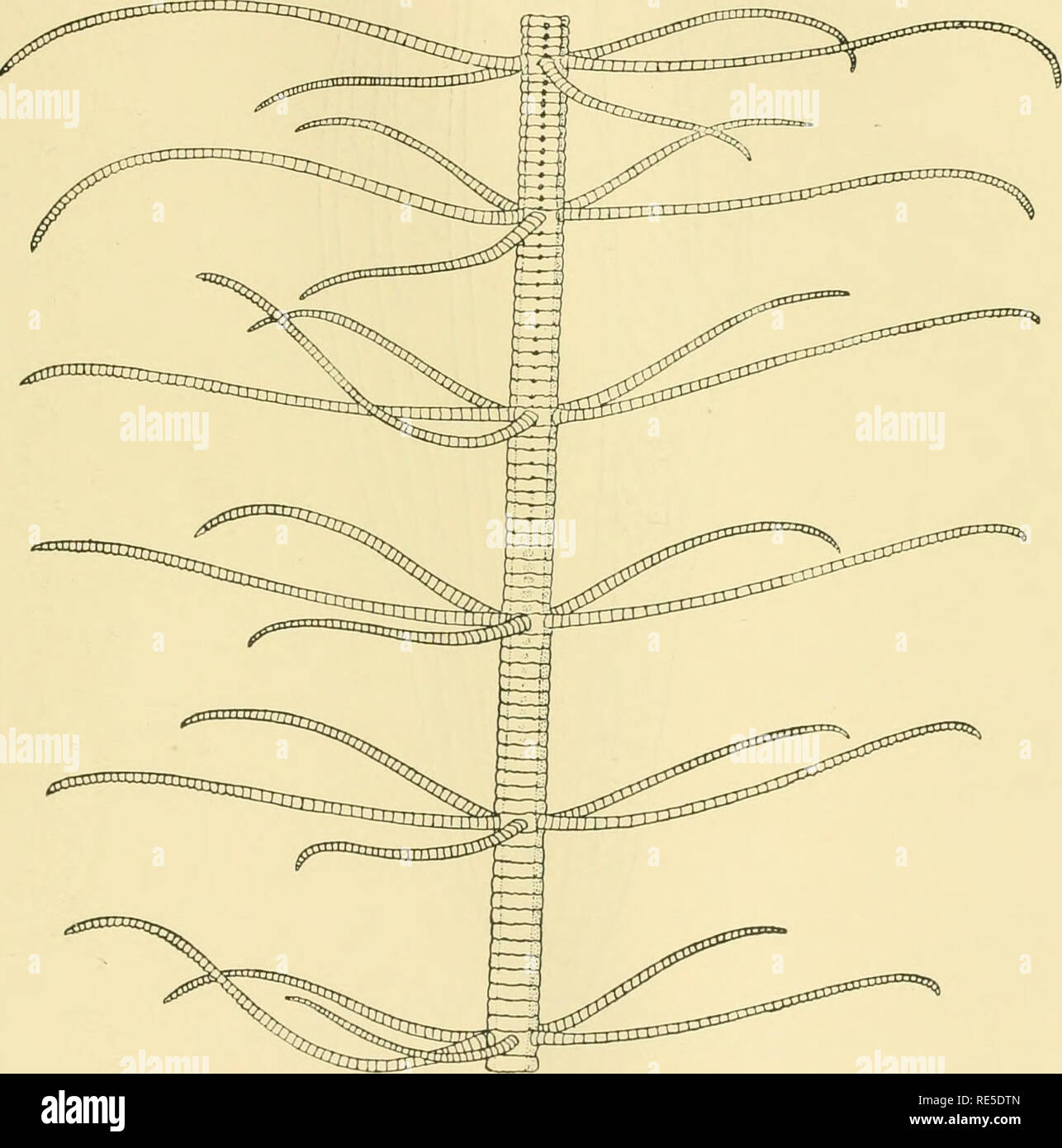 Liliaceus hi-res stock photography and images - Alamy