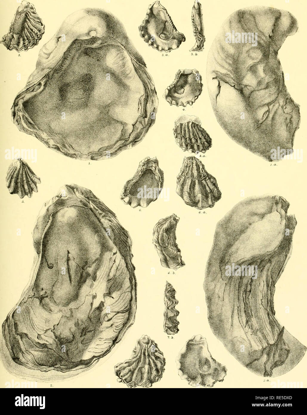 . Cretaceous fauna of southern India. Paleontology; Paleontology. Geo ...