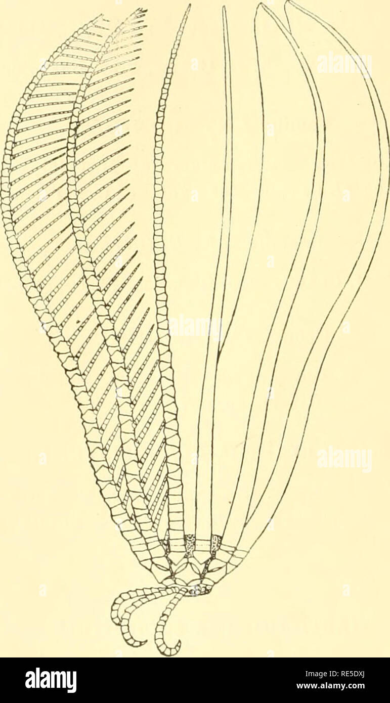 . The crinoids of the Indian Ocean. Crinoidea. 228 ECHINODERMA OF THE ...