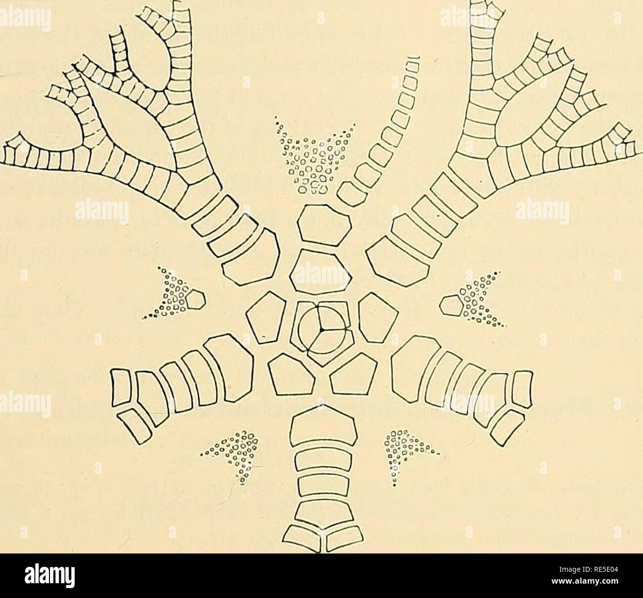 Perisome hi-res stock photography and images - Alamy