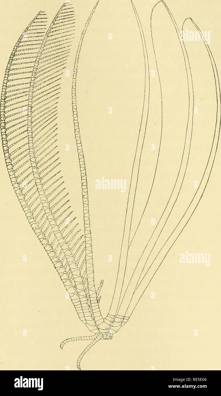 . The crinoids of the Indian Ocean. Crinoidea. A. H. CLARK: THE ...