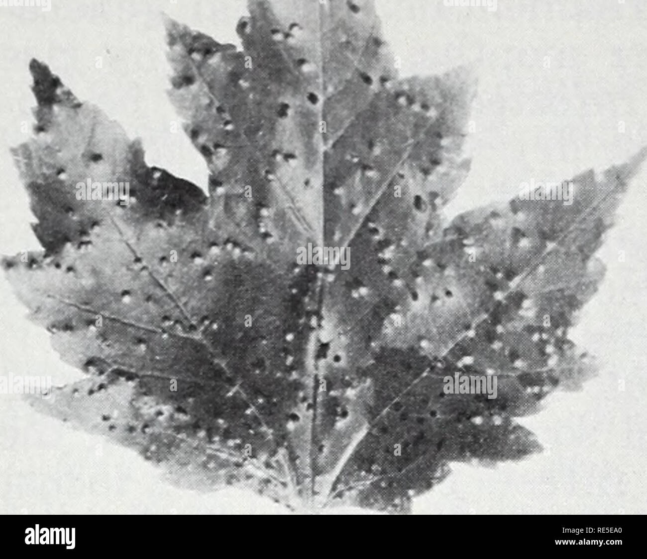 . Eastern forest insects. Forest insects. F-506694 Figure 1.—Galls of ...