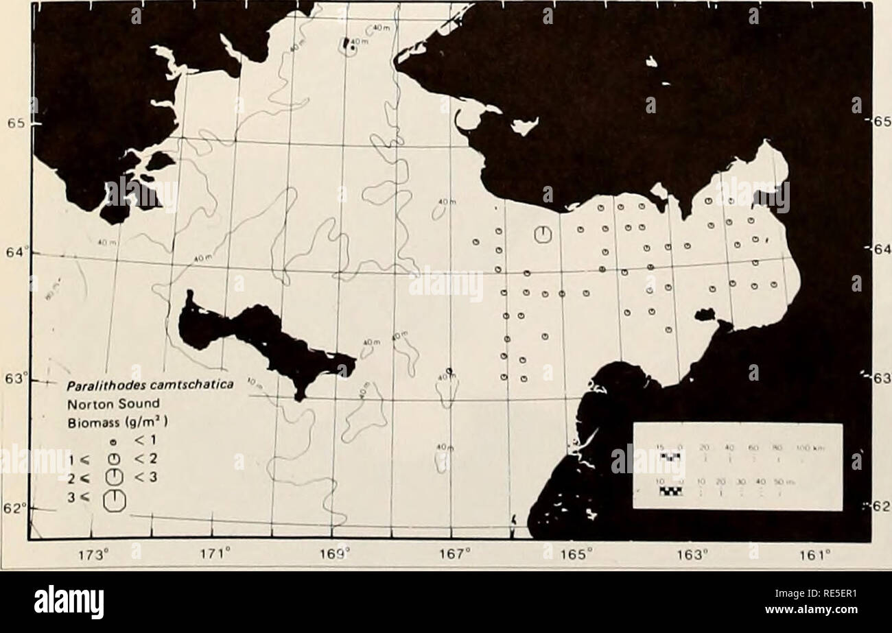 Paralithodes camtschatica hi-res stock photography and images - Alamy