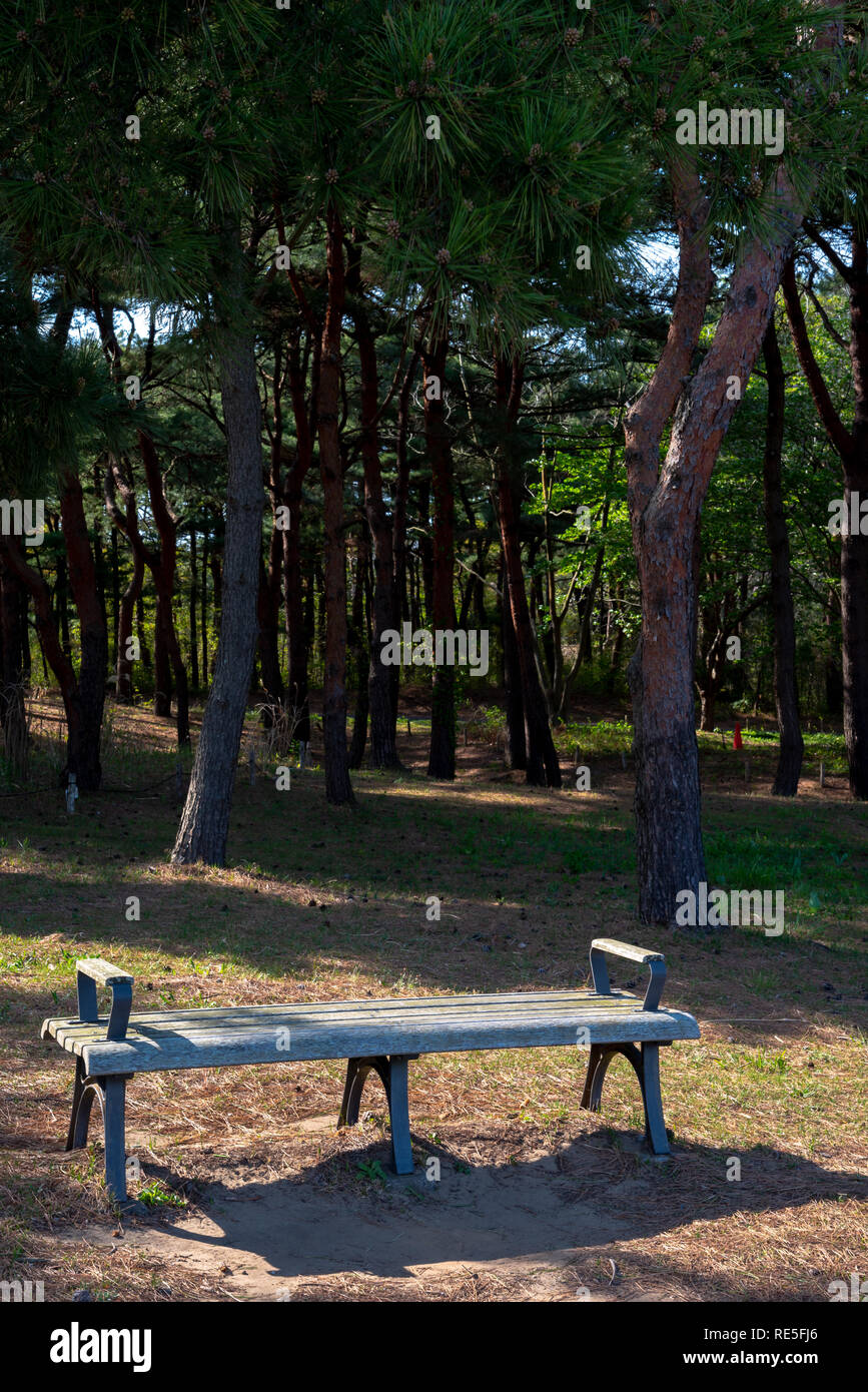Wooden bench in the nature park, benches with iron forged legs and ...