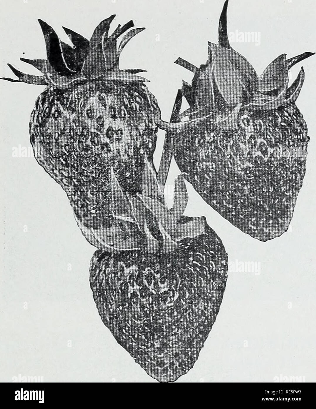 . C. S. Perdue's 1938 catalog of state certified strawberry plants ...