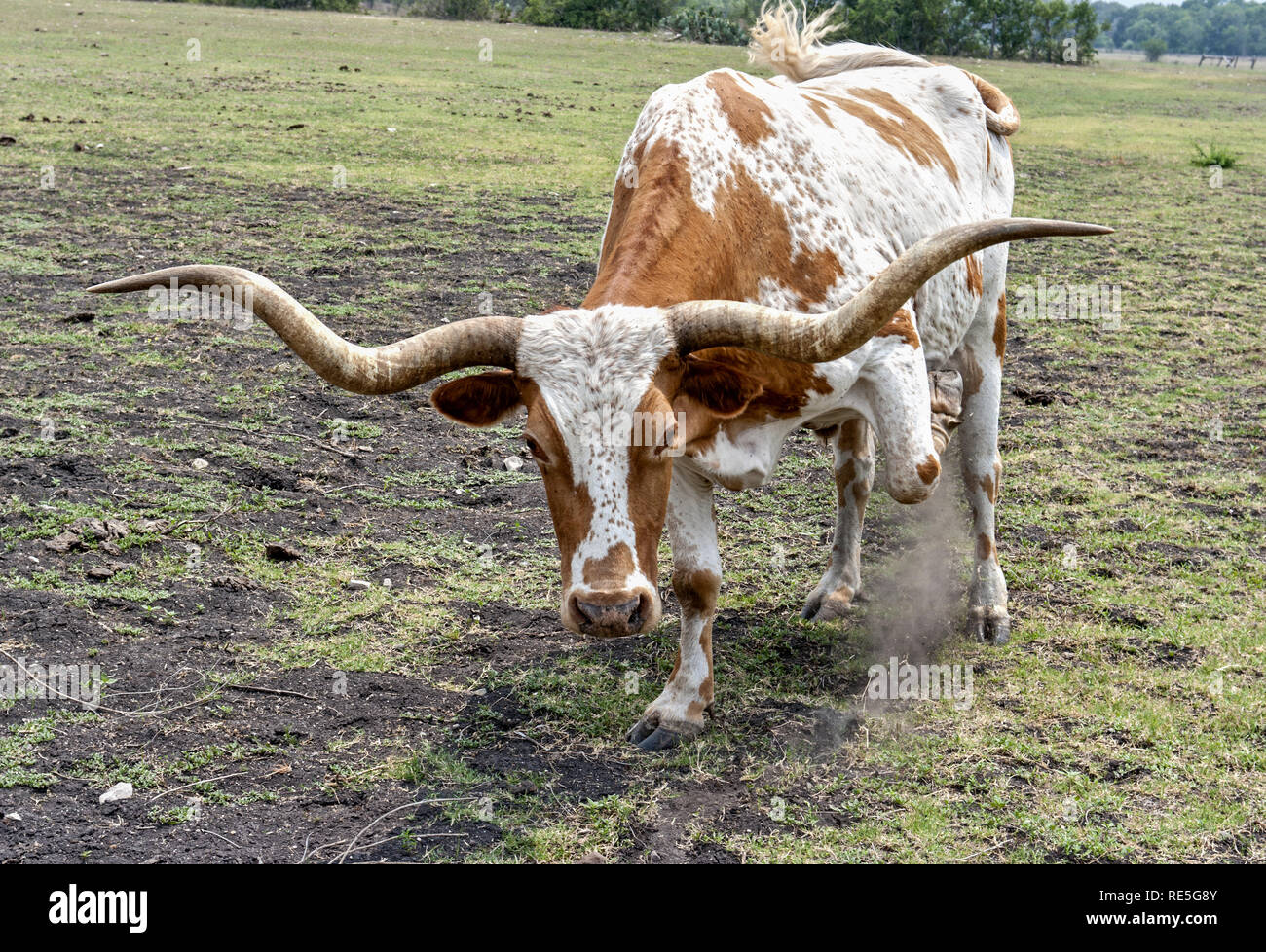 Close up longhorn cow hi-res stock photography and images - Alamy