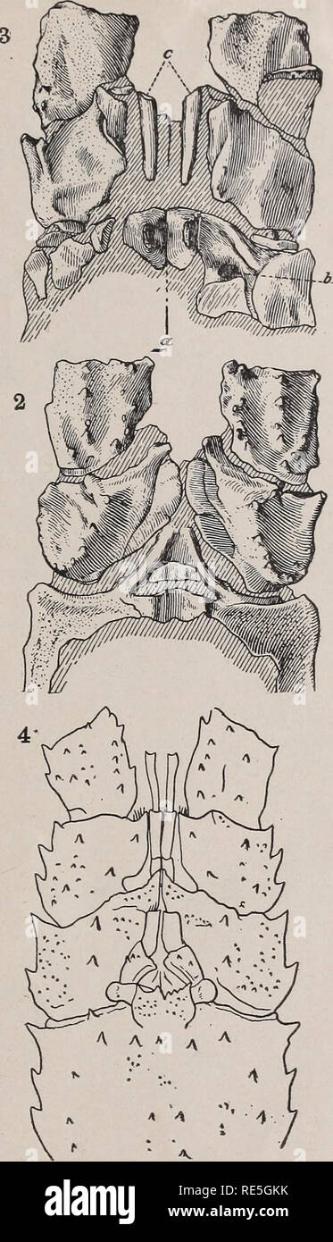 . Crustacea. Miscellaneous. Crustacea. EXPLANATION OF FIGURES ...