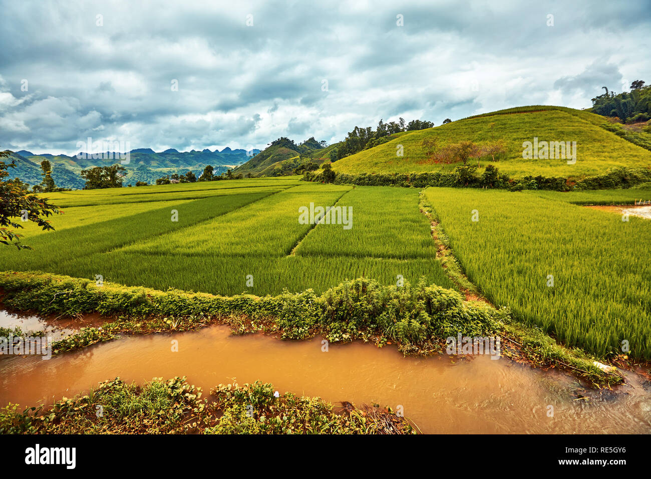 Malaysia rice terrace hi-res stock photography and images - Alamy